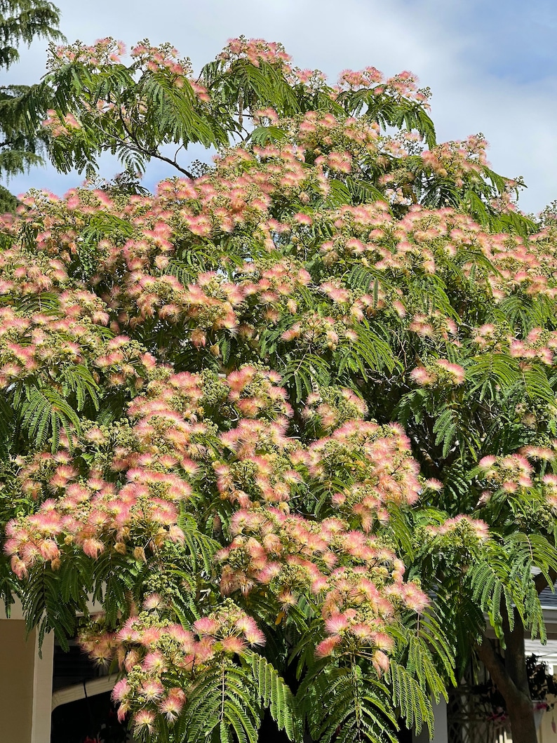30 Pink Powder Puff Tree Seeds (albizia Julibrissin); Aka Mimosa Tree ...