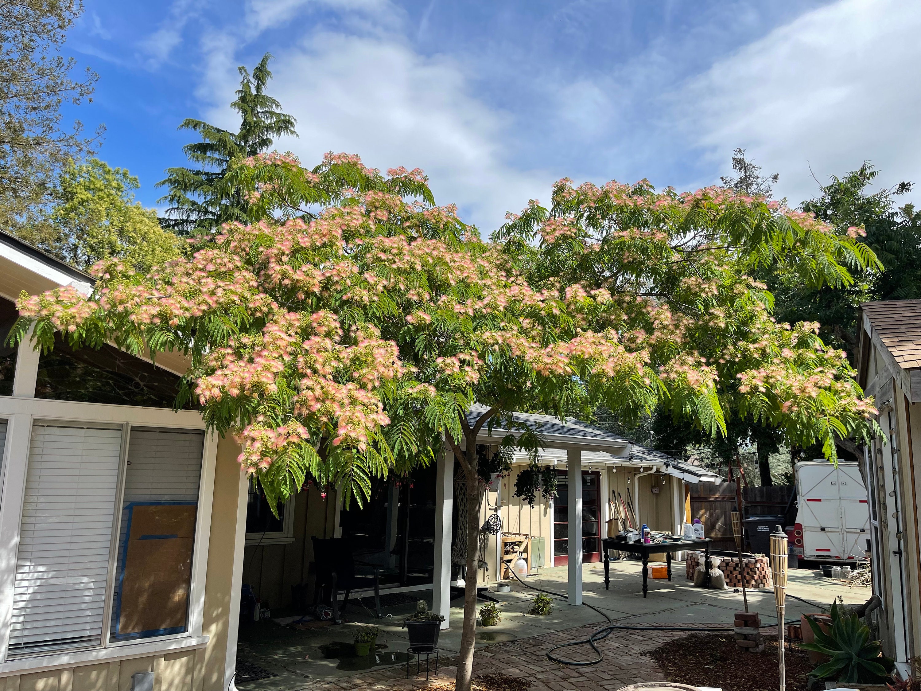 30 Pink Powder Puff Tree Seeds (albizia Julibrissin); Aka Mimosa Tree ...