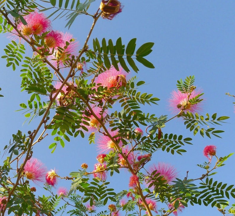30 Pink Powder Puff Tree Seeds (albizia Julibrissin); Aka Mimosa Tree ...