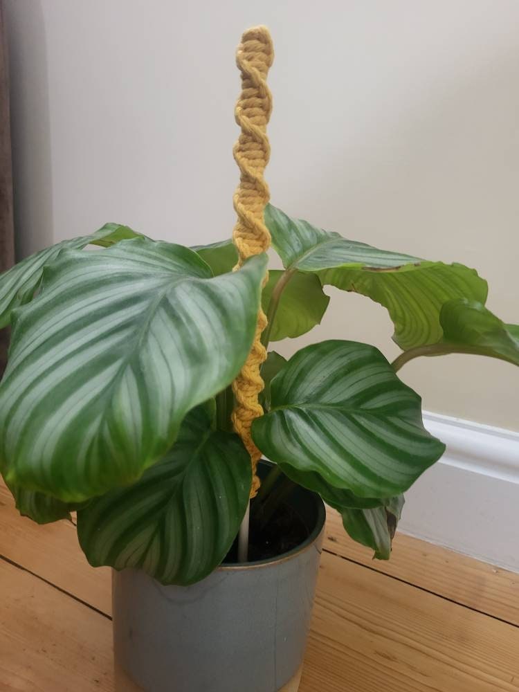 Colourful Plant Supports, Handmade Knotted Plant Supports, Macrame ...