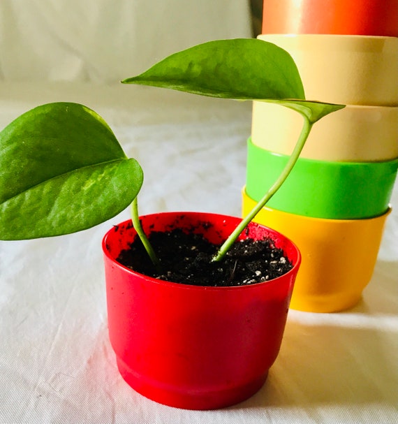 Upcycled Miniature Tupperware Planter With Pothos Plant | Etsy