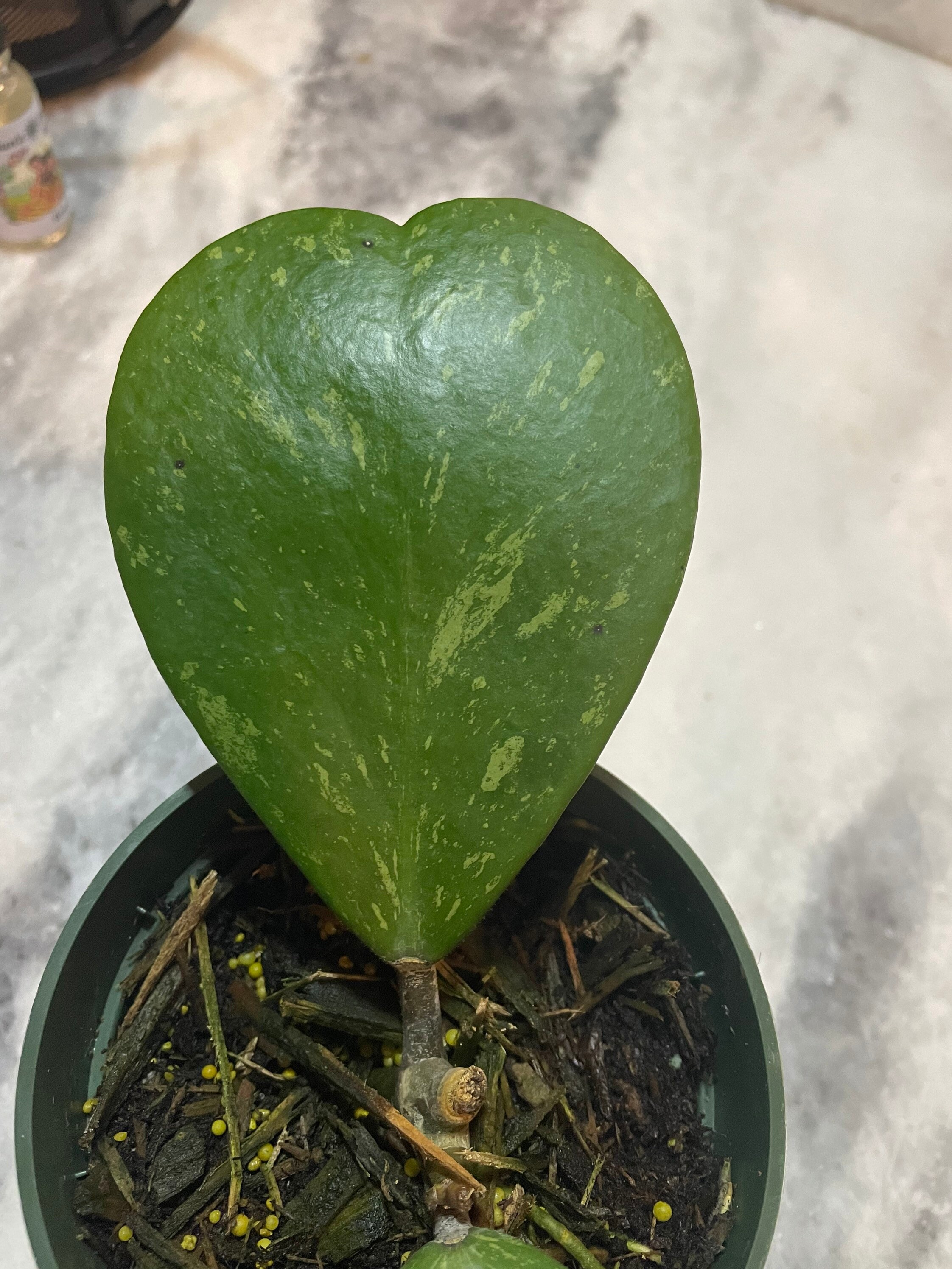 Hoya Kerri Splash - Etsy