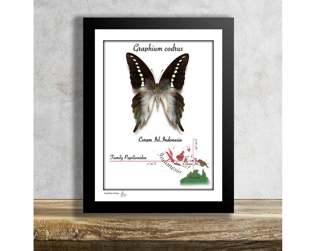 Graphium Codrus-real Mounted Tropical Butterfly in Frame - Etsy