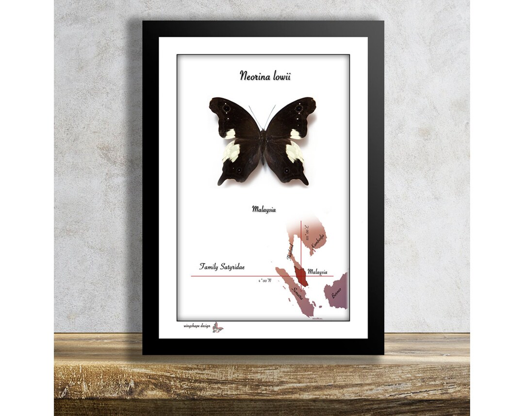 Neorina Lowii-real Mounted Tropical Butterfly in Frame - Etsy