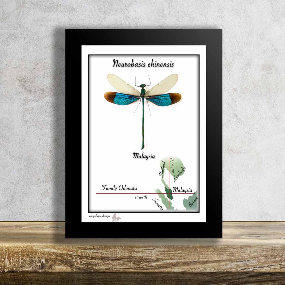 Neurobasis Chinensis-real Mounted Tropical Insect-dragonfly- in Frame ...