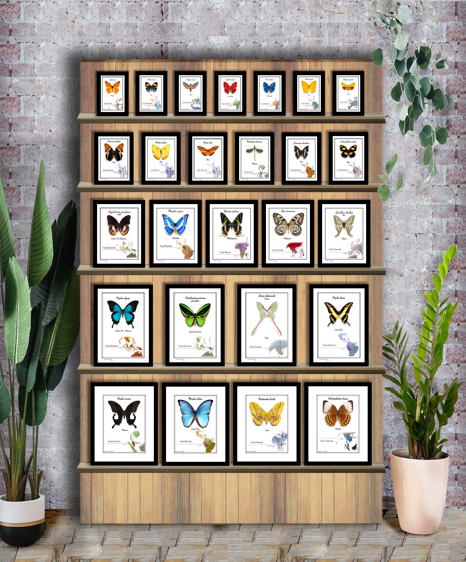 Callicore Aegina-real Mounted Tropical Butterfly in Frame - Etsy