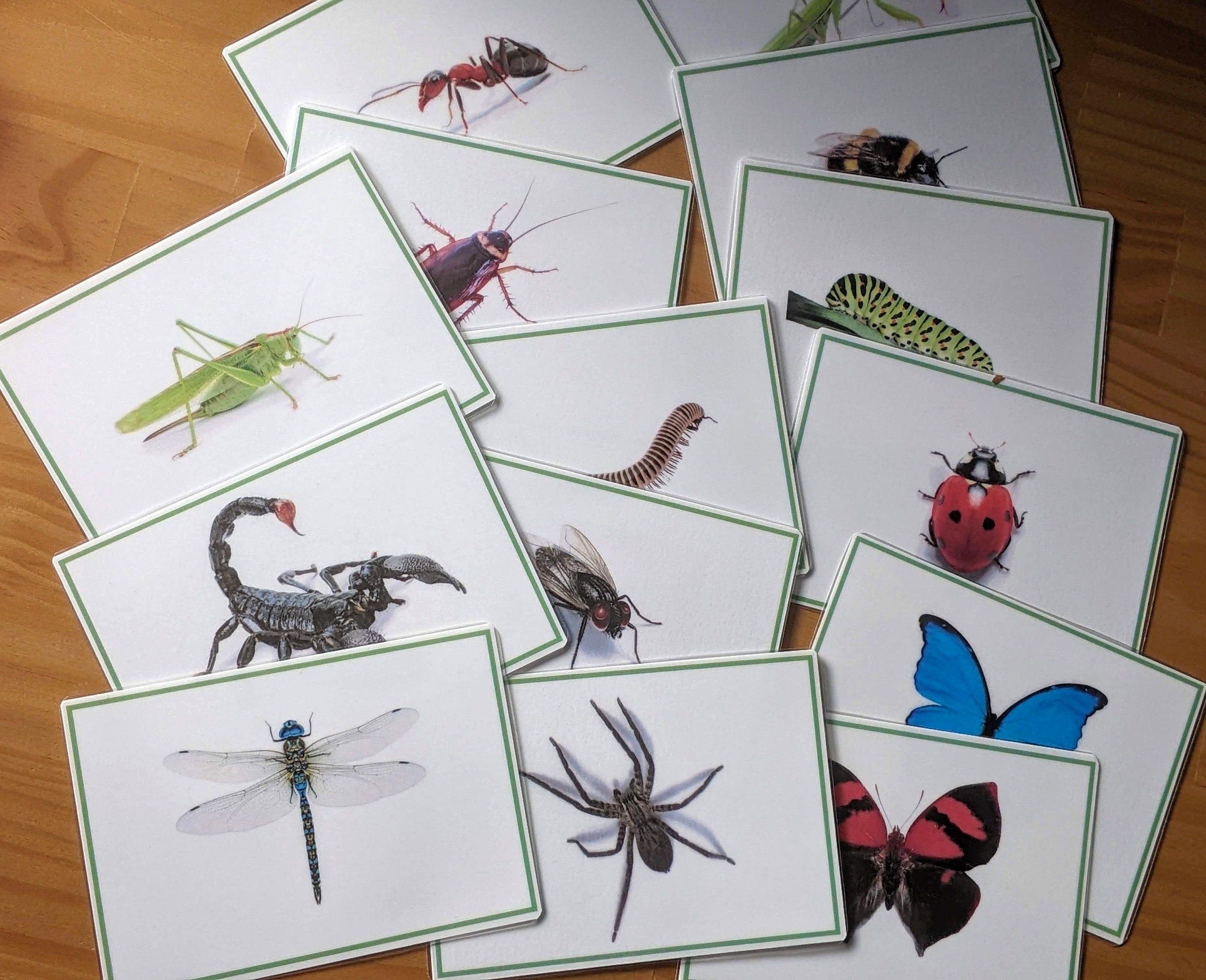 Montessori Language Cards - Insects - Etsy