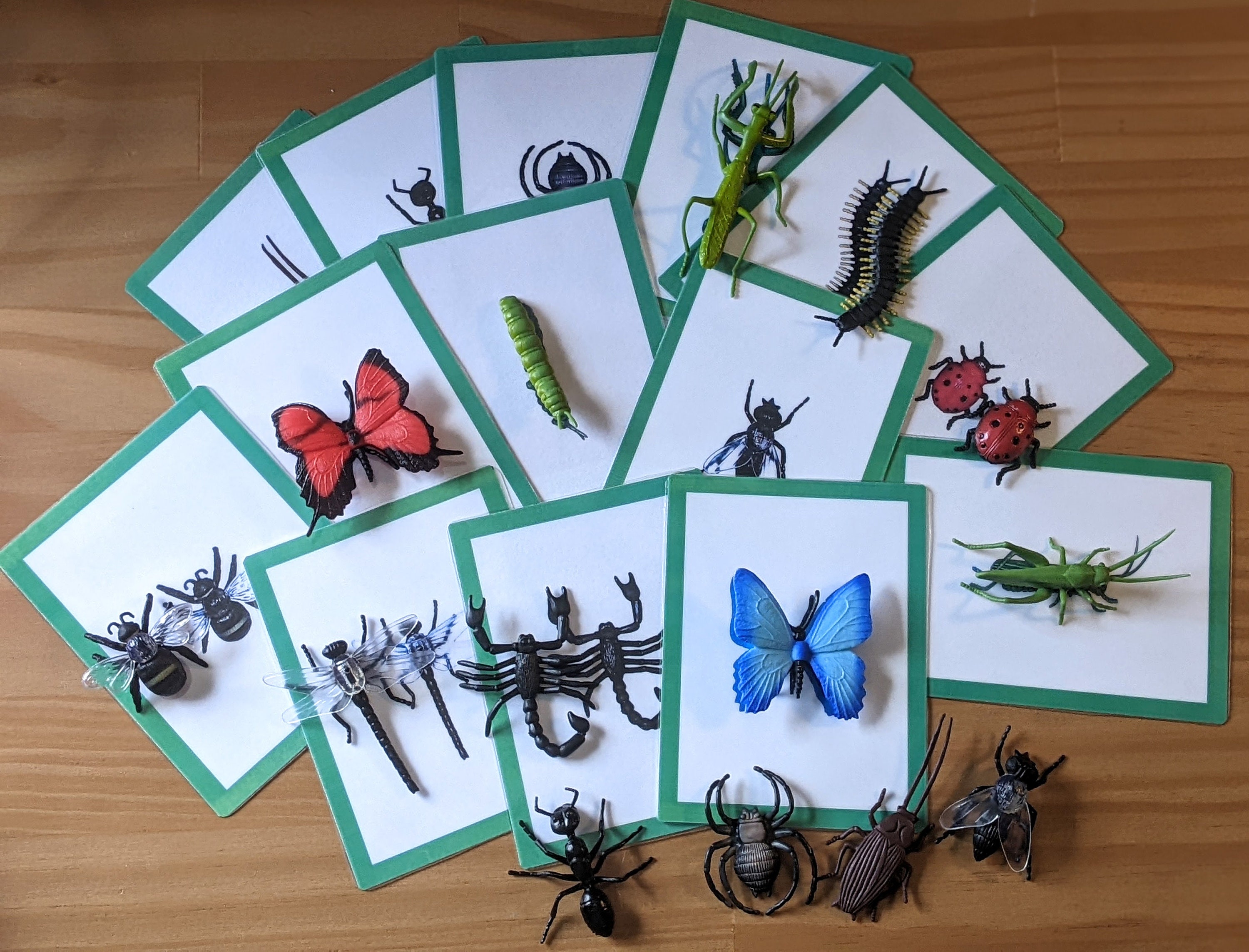 Montessori Language Cards Insects - Etsy