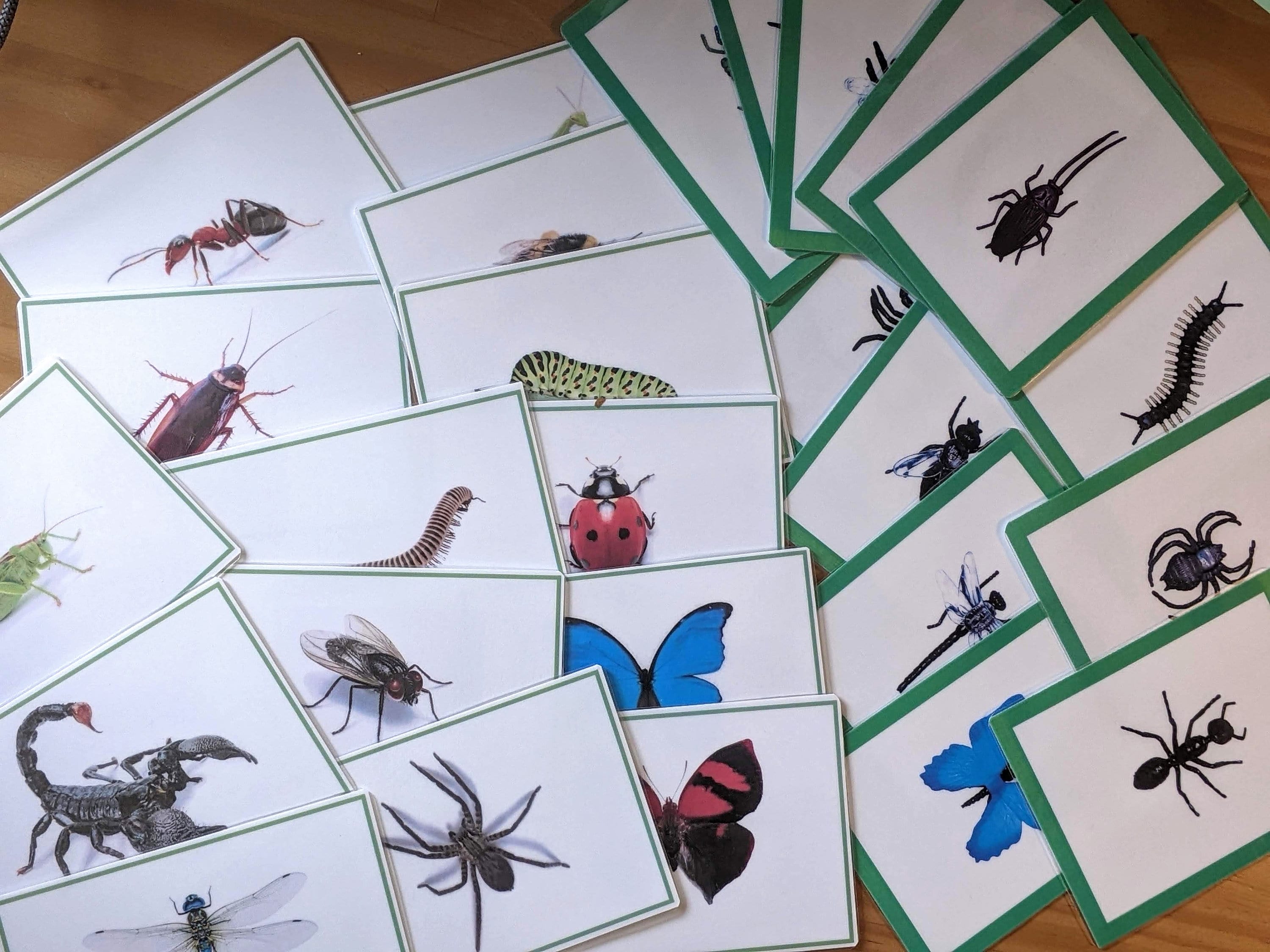 Montessori Language Cards Insects - Etsy