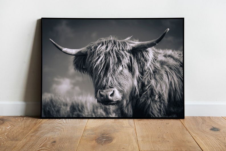 Highland Cow Print, Scotland Cow, Cow Portrait, Bull Photography ...