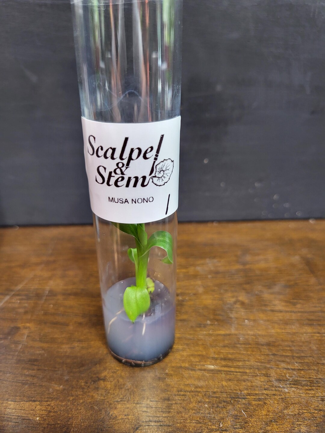 Musa Nono the Pink Banana in Culture. Made In, and Shipped From ...