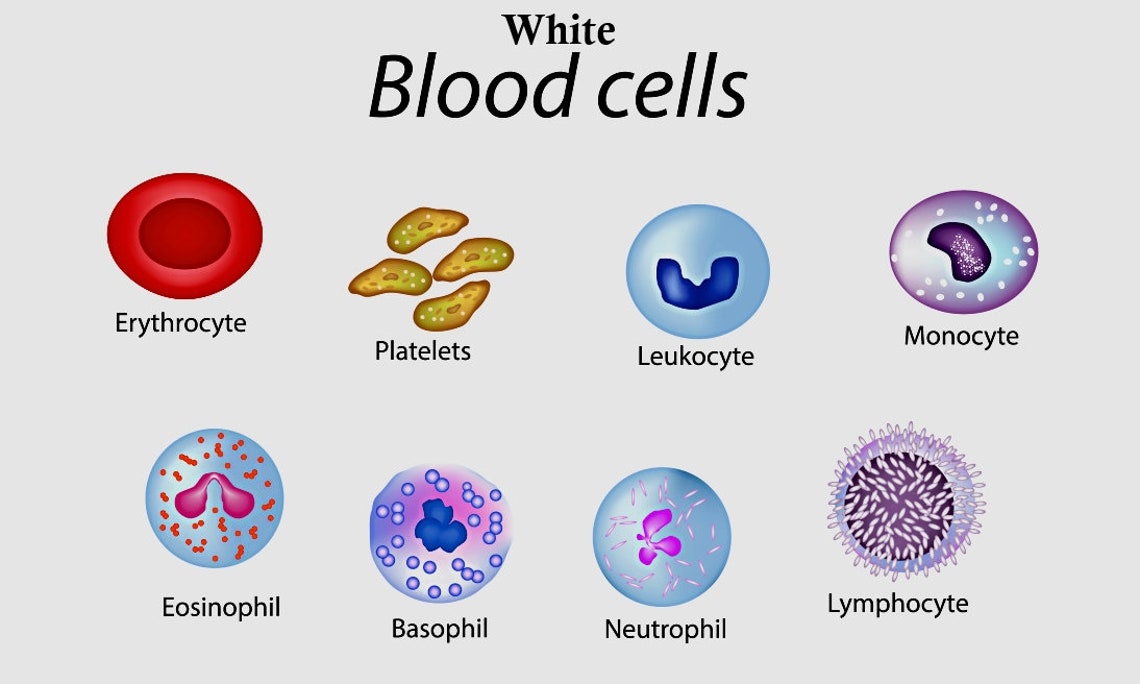 The CBC Explained - Complete Blood Count - by A Lab Tech - Ebook - Etsy