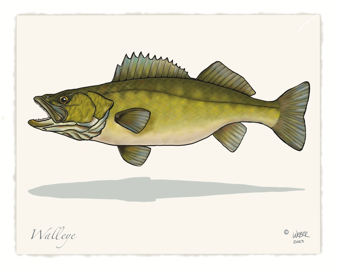 Walleye Fish Print - Etsy