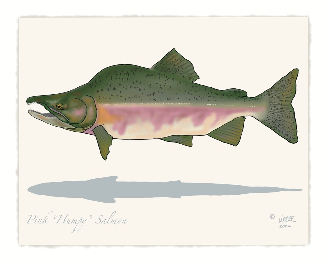 Pink "humpy" Salmon Print - Etsy