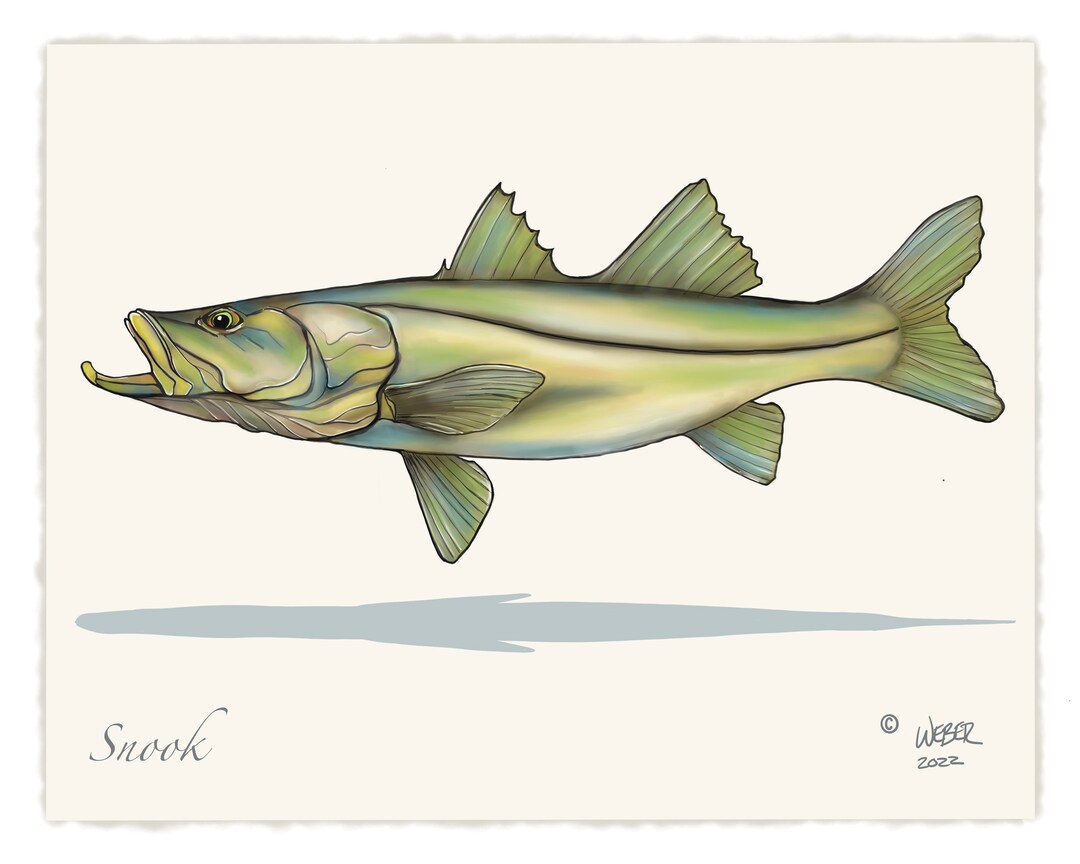Snook Fish Print - Etsy
