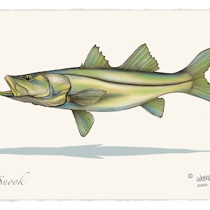 Snook Fish Print - Etsy
