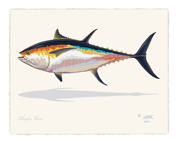 Bluefin Tuna Fish Print | Etsy