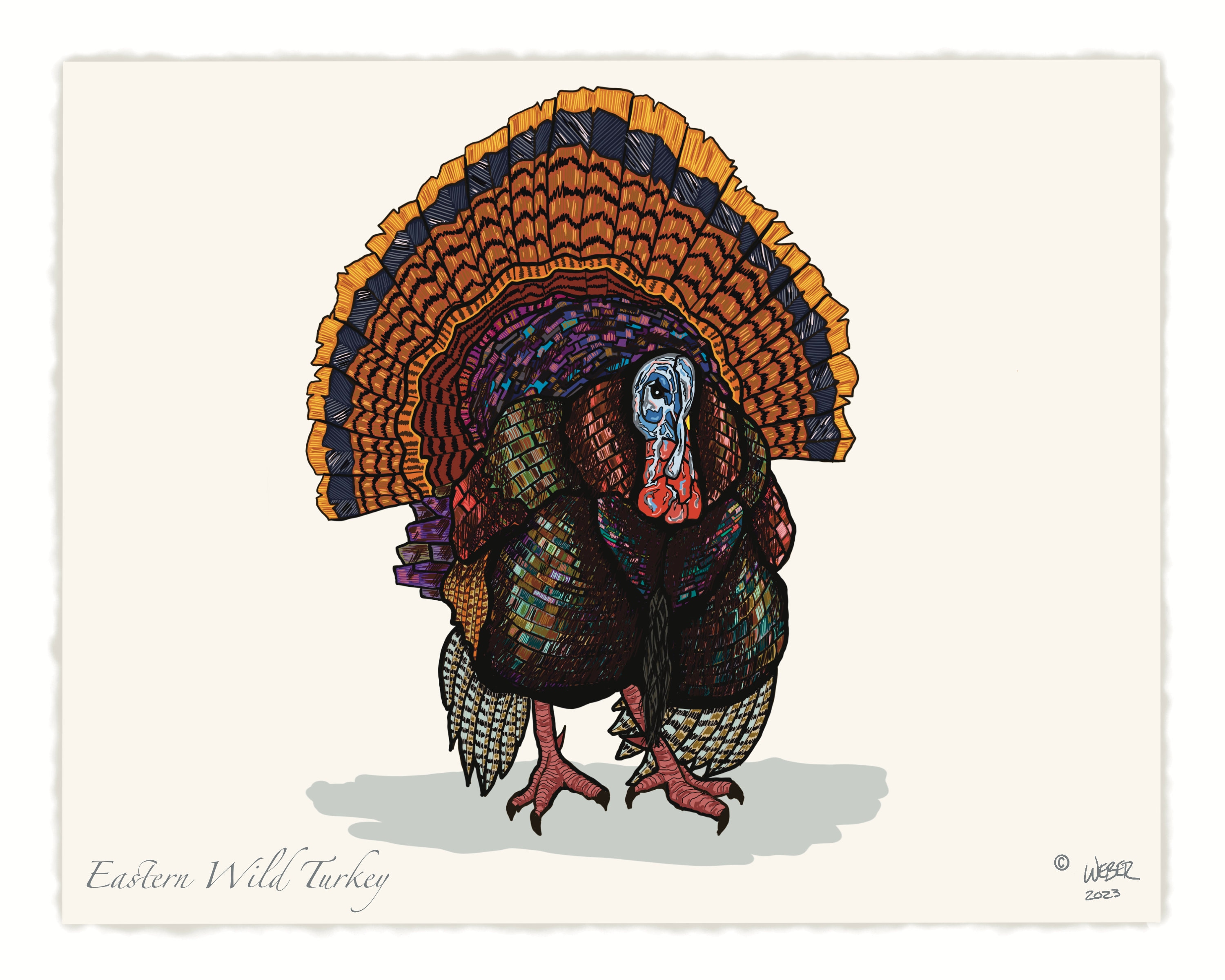 How To Draw A Wild Turkey Step By Step
