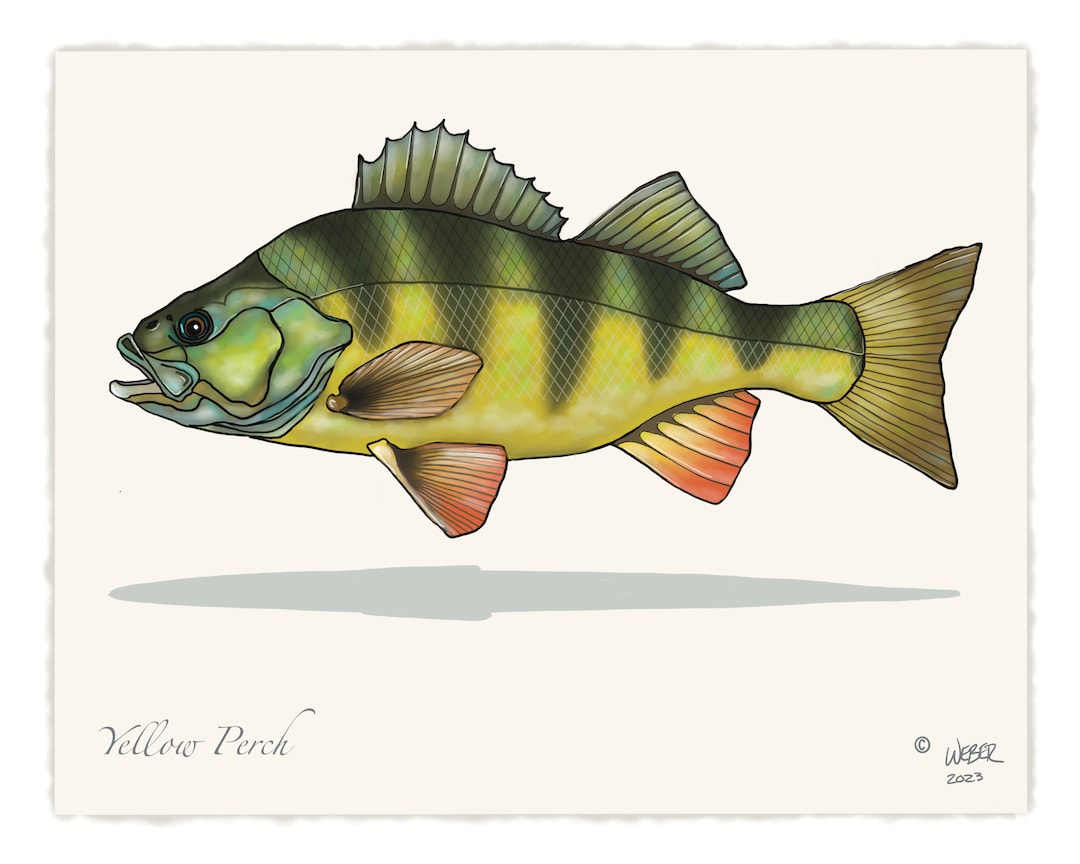 Lake Perch Yellow Perch Print - Etsy