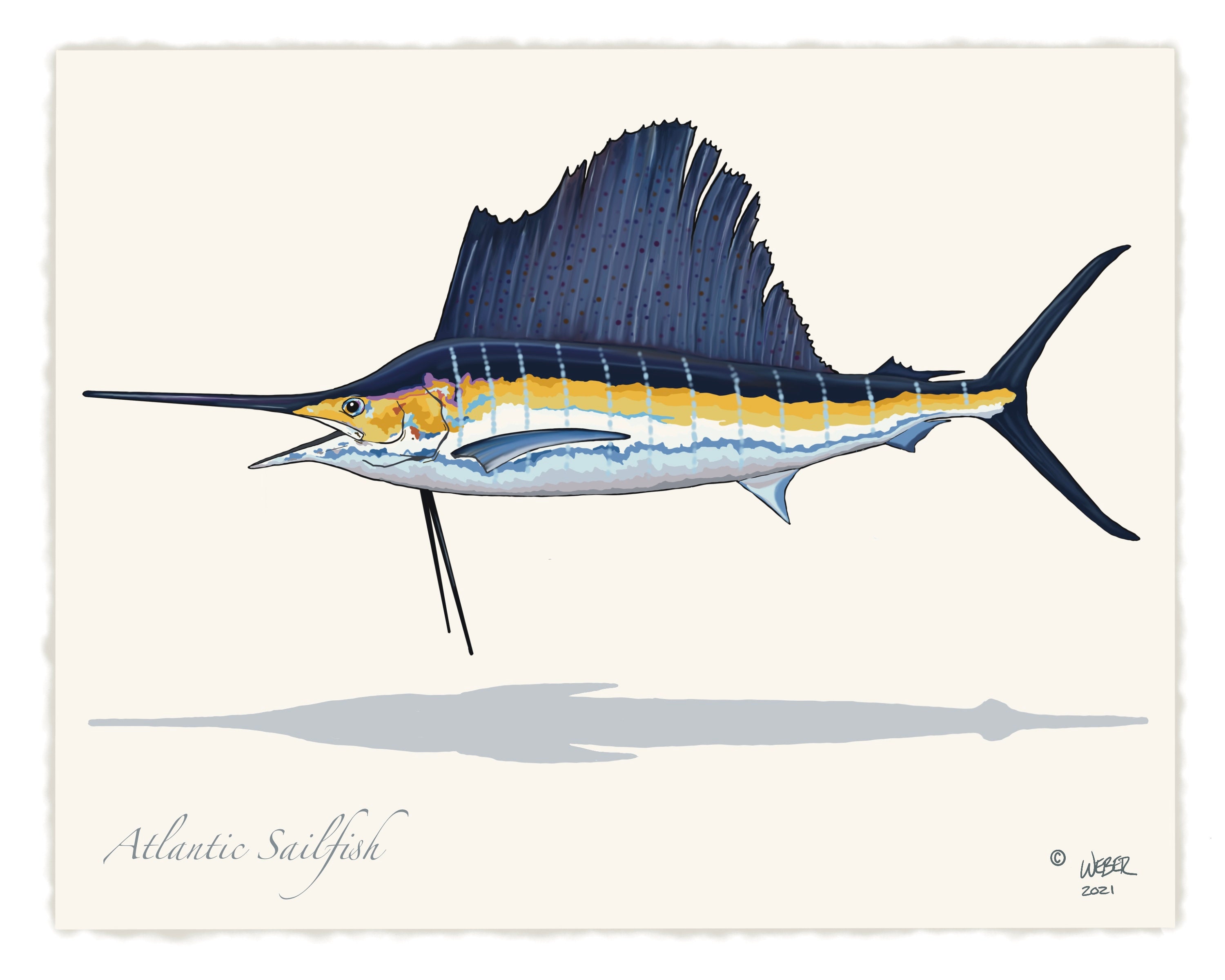 Atlantic Sailfish Fishing Print - Etsy