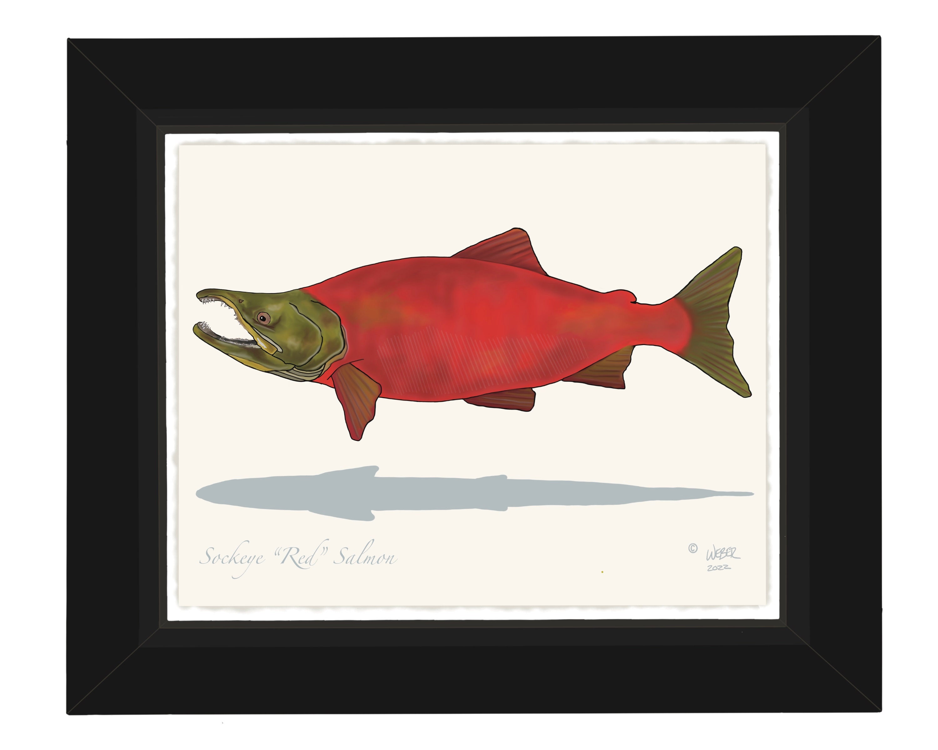 Sockeye "red" Salmon Print - Etsy