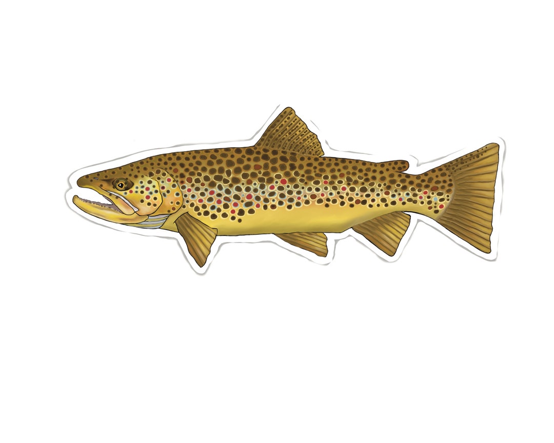 Brown Trout Fish Sticker - Etsy
