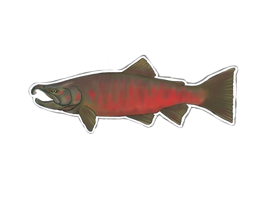Coho Silver Salmon Sticker - Etsy