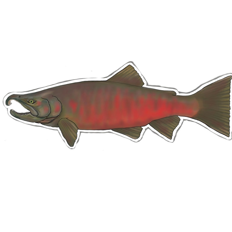 King Salmon Decal - Etsy
