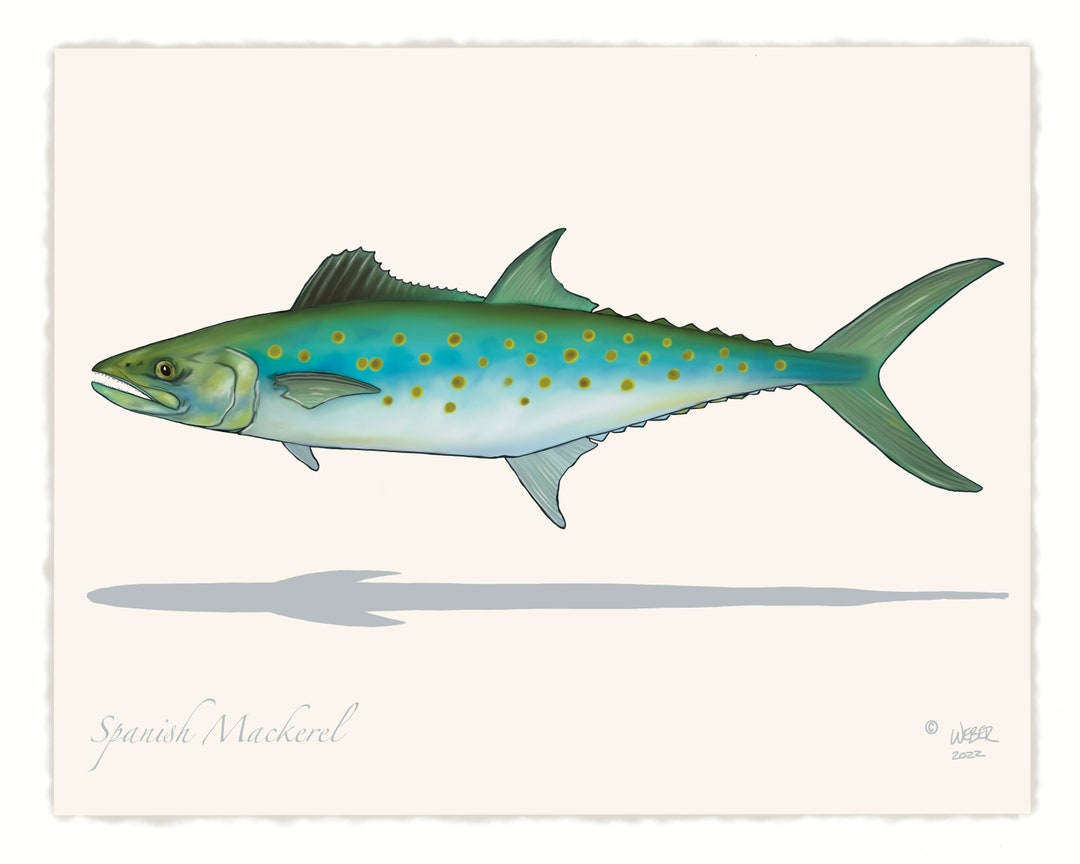Spanish Mackerel Fish Print - Etsy