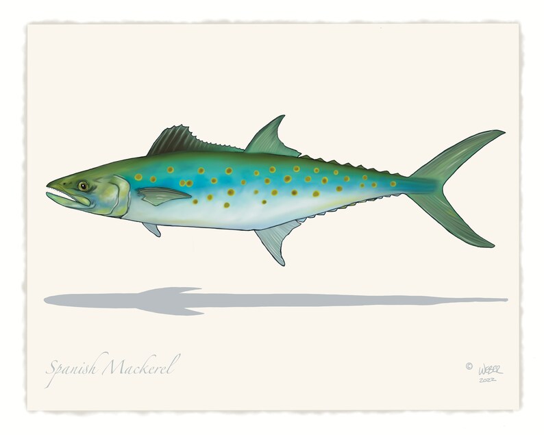 Spanish Mackerel Fish Print - Etsy