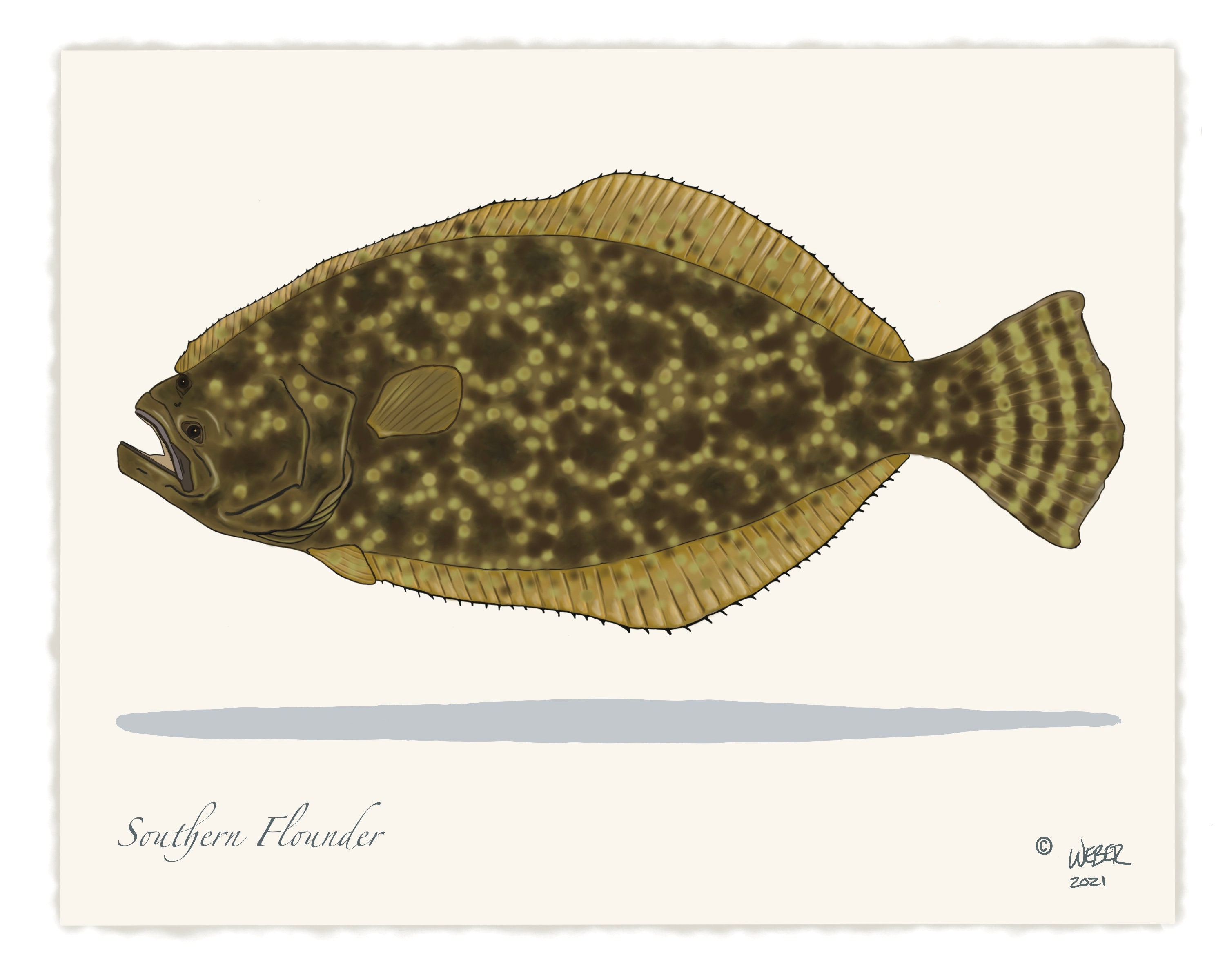 Southern Flounder Fish Print - Etsy