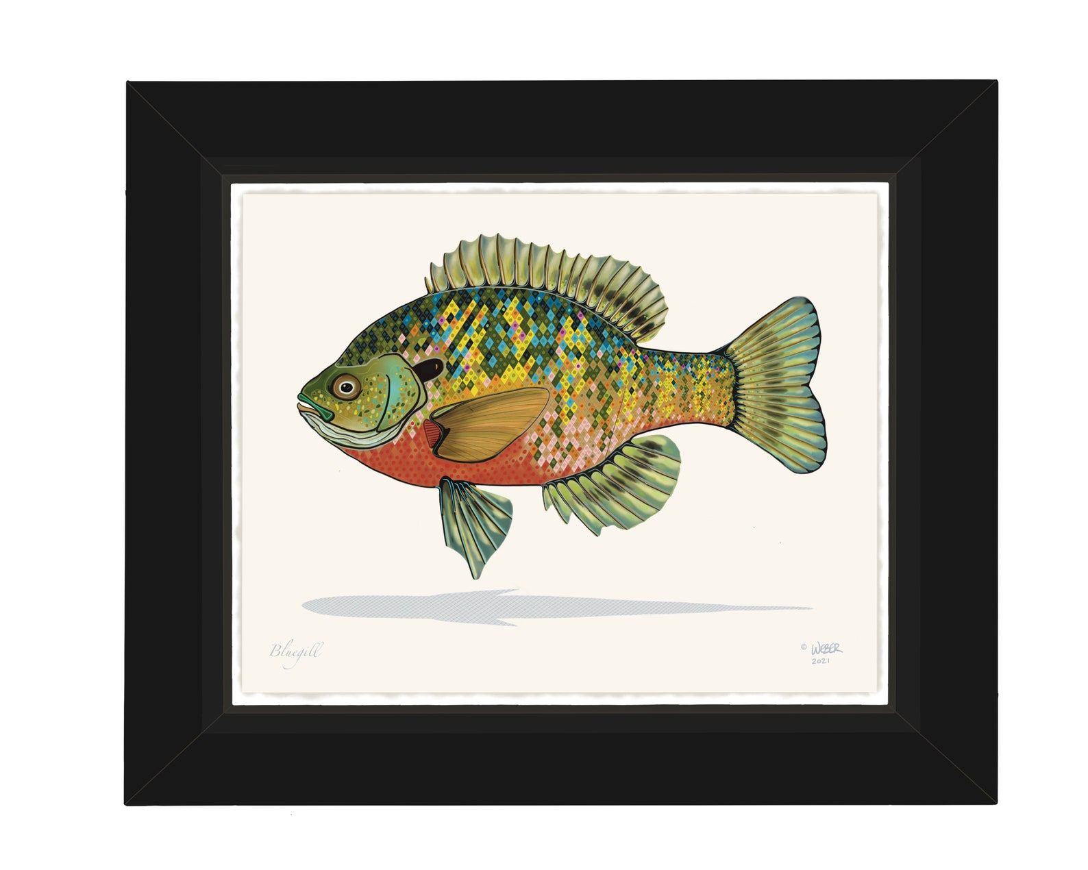 Bluegill Sunfish Fish Print - Etsy