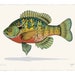 Bluegill Sunfish Fish Print - Etsy