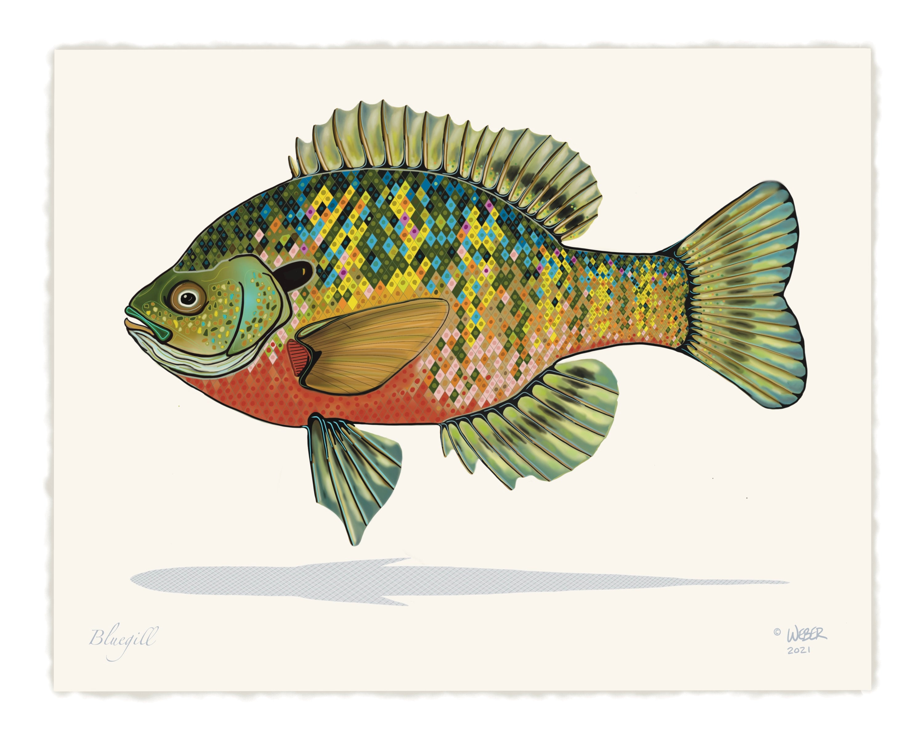 Bluegill Sunfish Fish Print - Etsy