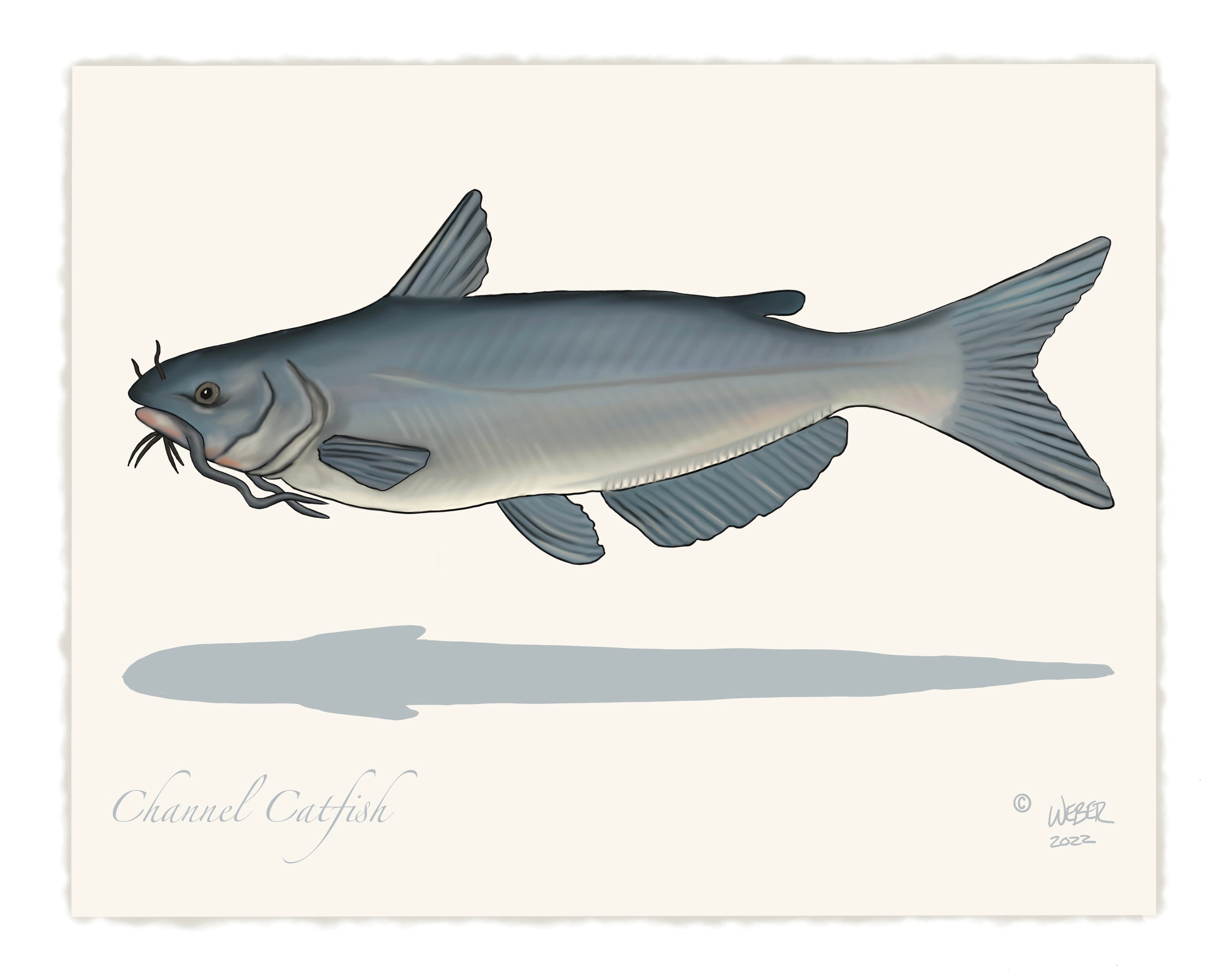 Channel Catfish Print - Etsy