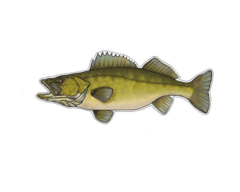 Walleye Fish Sticker - Etsy