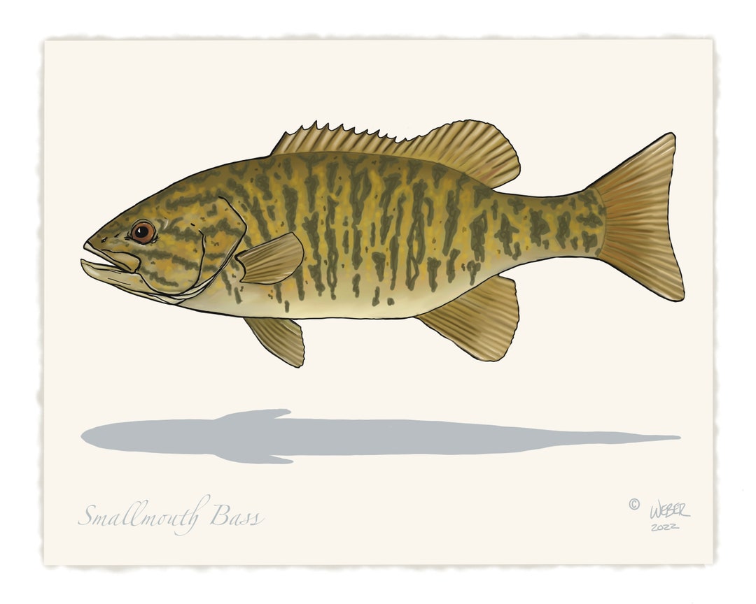 Smallmouth Bass Fish Print - Etsy