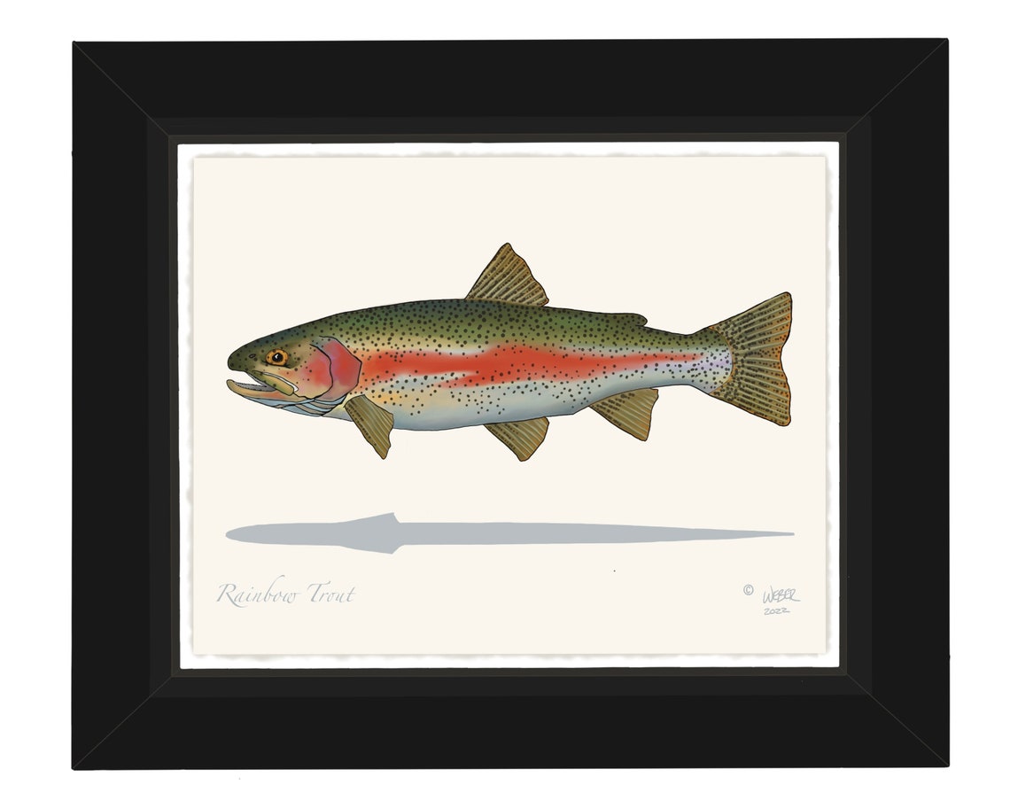 Rainbow Trout Print - Etsy