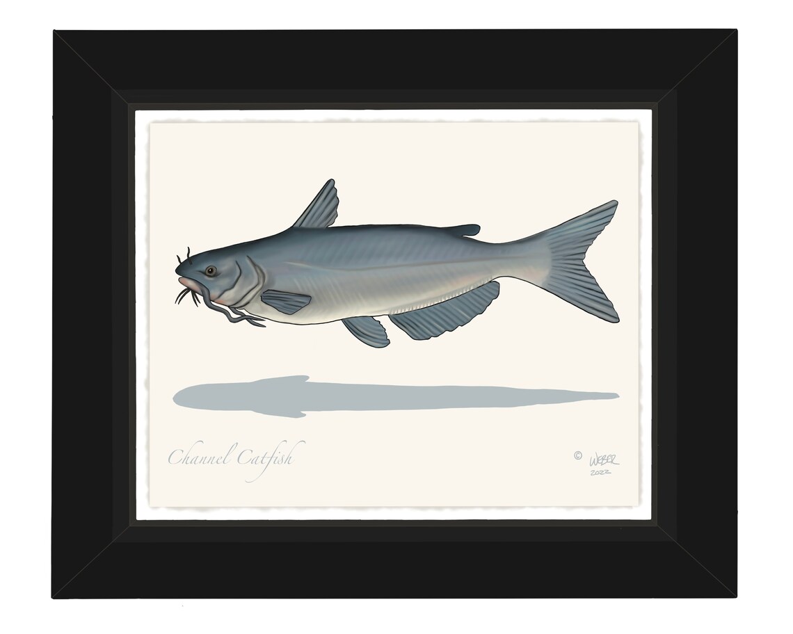 Channel Catfish Print - Etsy
