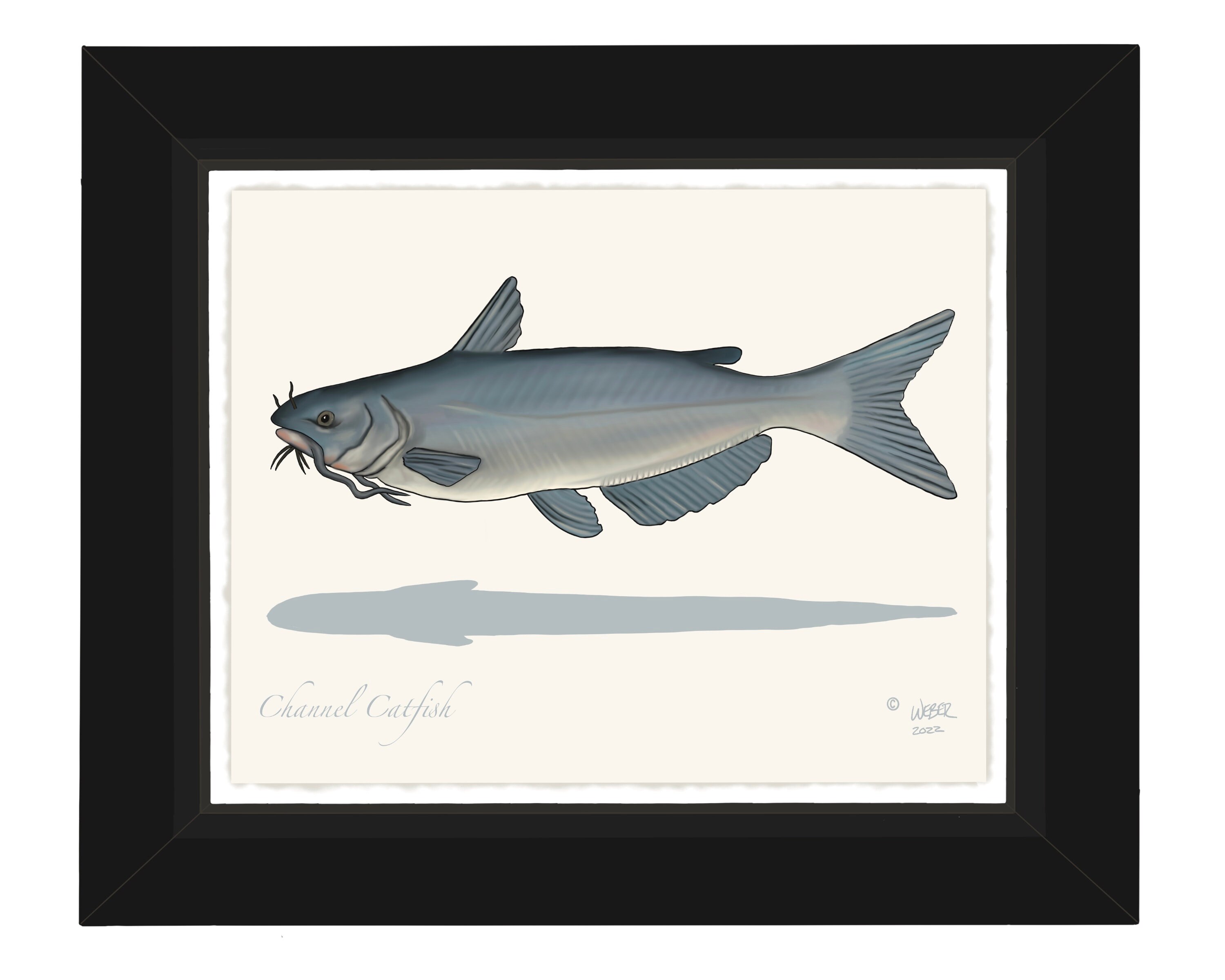 Channel Catfish Print - Etsy