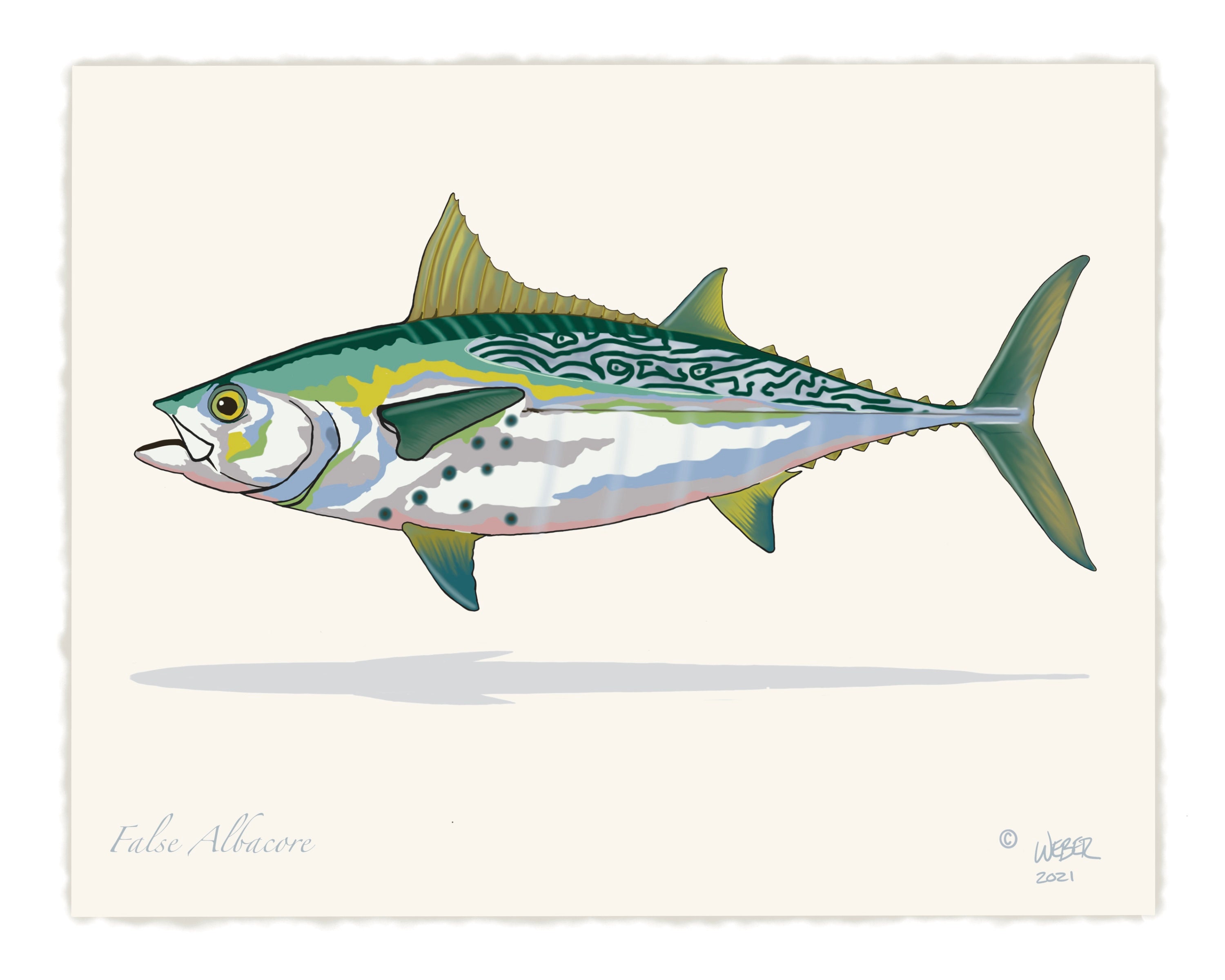 False Albacore Tuna Fish Print - Etsy