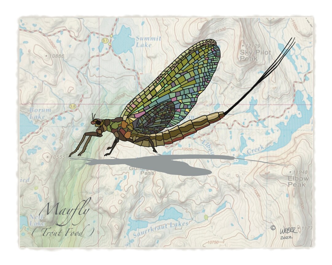 Mayfly Trout Food Print - Etsy