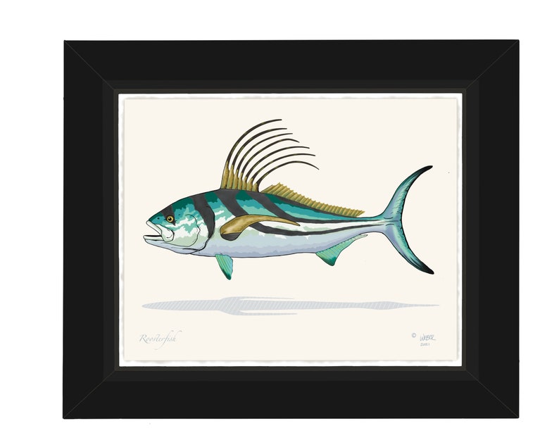 Roosterfish Rooster Fish Print - Etsy