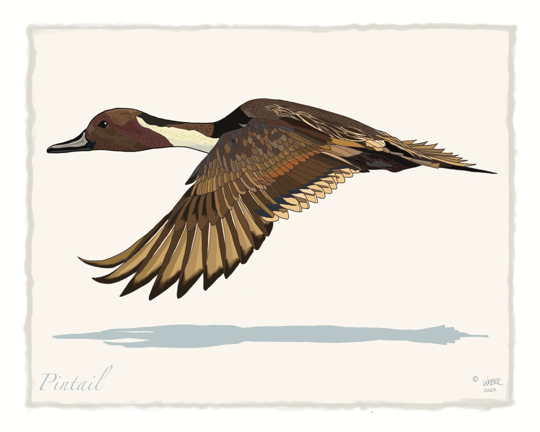 Pintail Duck Print 8"x10" - Etsy