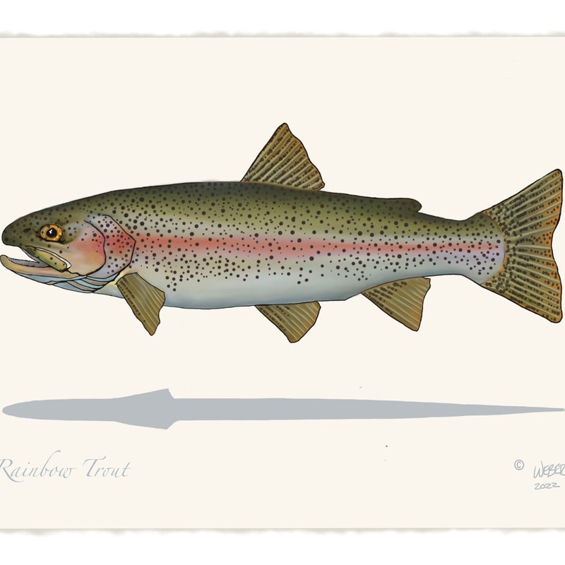 Trout Print - Etsy