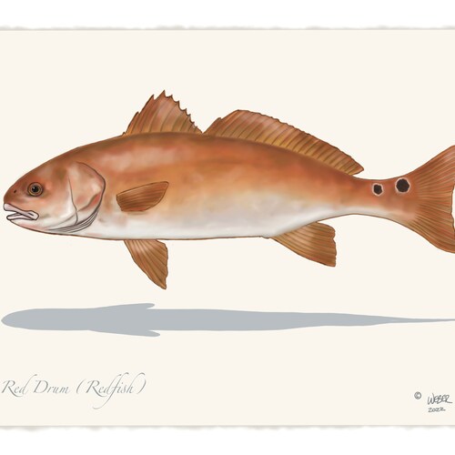 Bull Redfish Painting: Redfish Art on Canvas Red Drum - Etsy