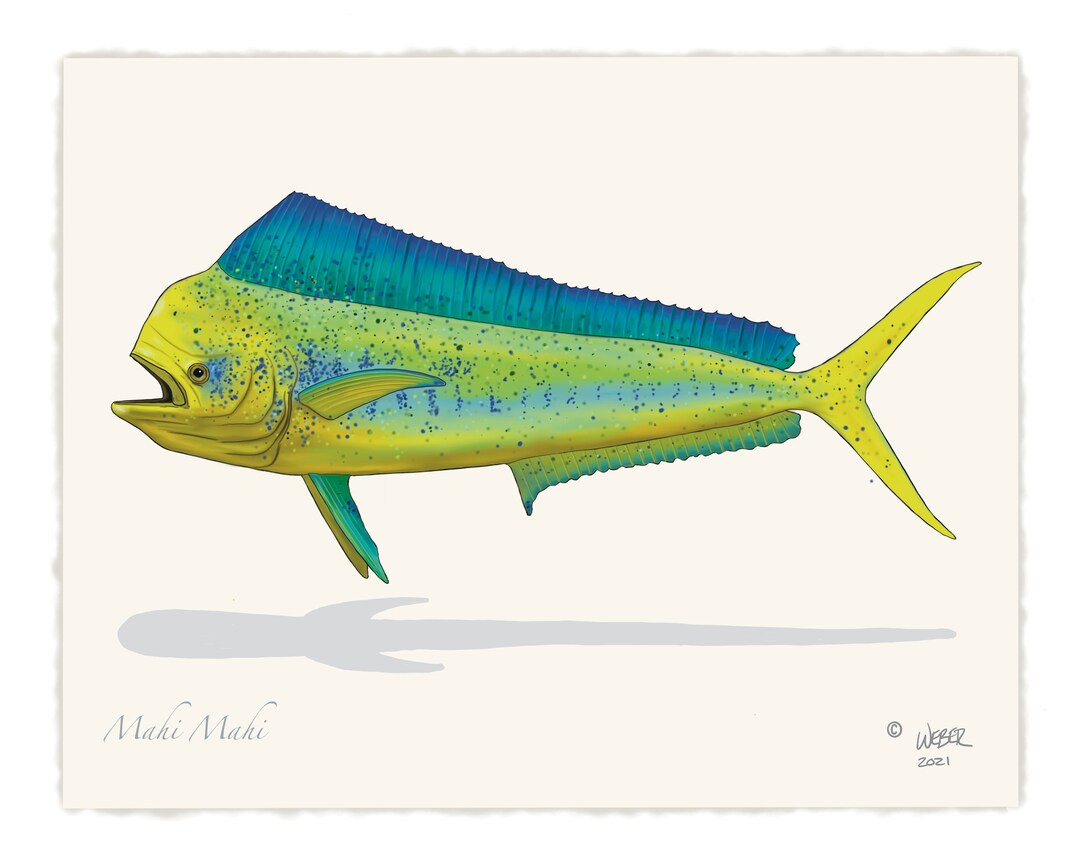 Mahi Mahi Dorado Fish Print - Etsy