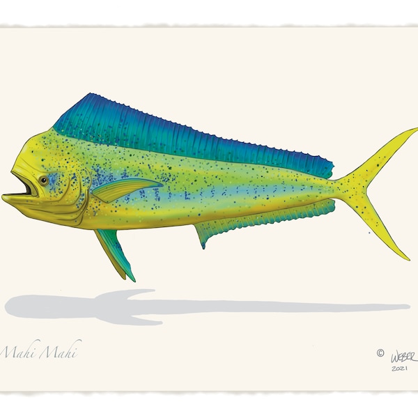Mahi Mahi Drawing - Etsy