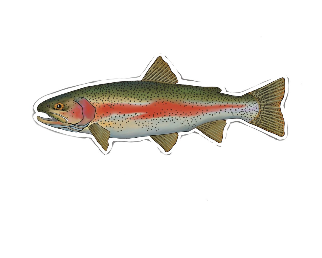 Rainbow Trout Fish Sticker - Etsy