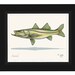 Snook Fish Print - Etsy